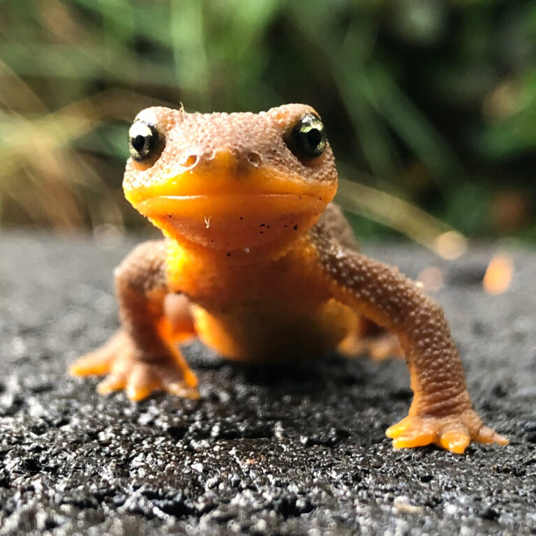 For the Love of Newts | Do the Math